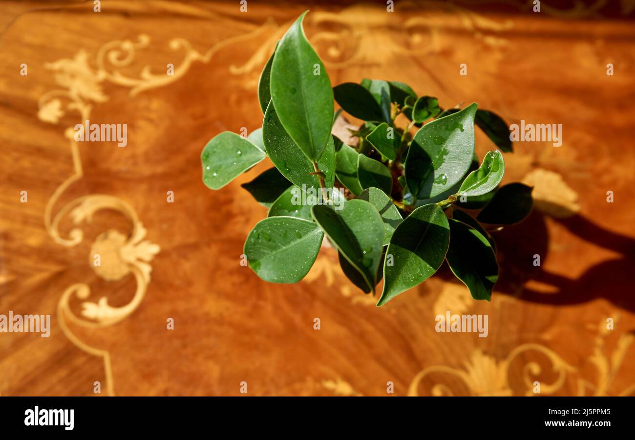 Beautiful bonsai tree in near plan Stock Photo - Alamy