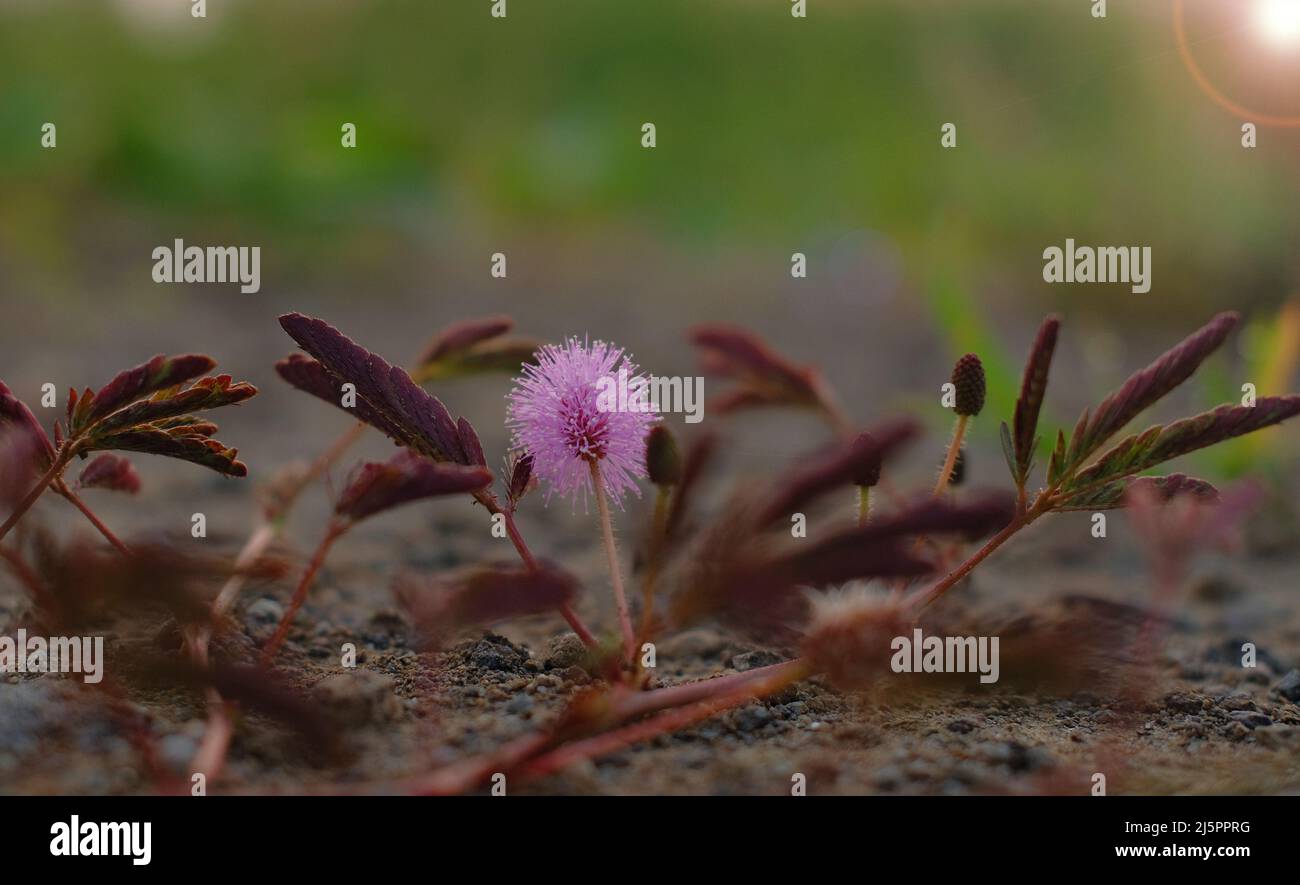Mimosa pudica plant close up hi-res stock photography and images - Alamy