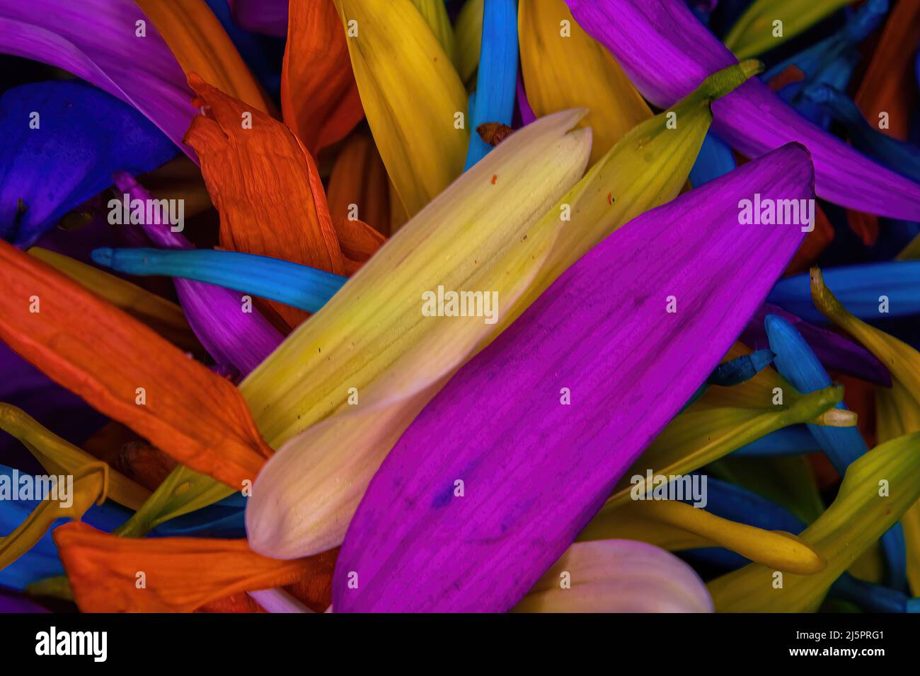 Brightly colored flower daisy pedals piled together Stock Photo - Alamy