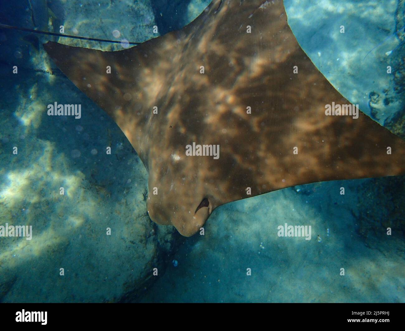 Cownose Ray swimming over coral reef, stingray Stock Photo - Alamy