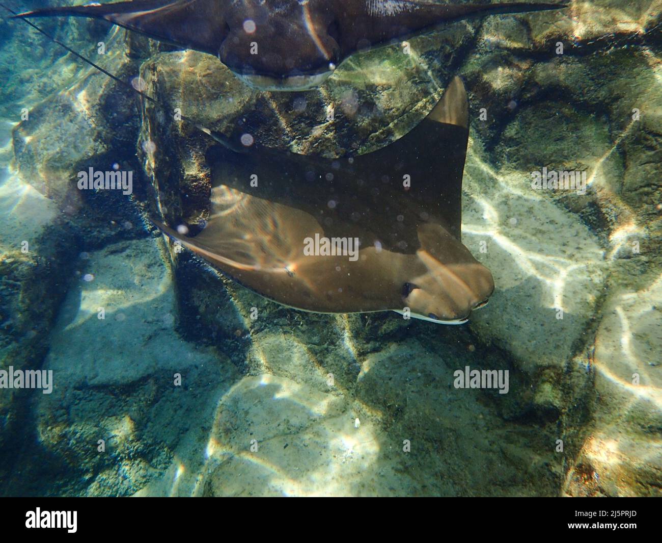 Cownose Ray swimming over coral reef, stingray Stock Photo - Alamy