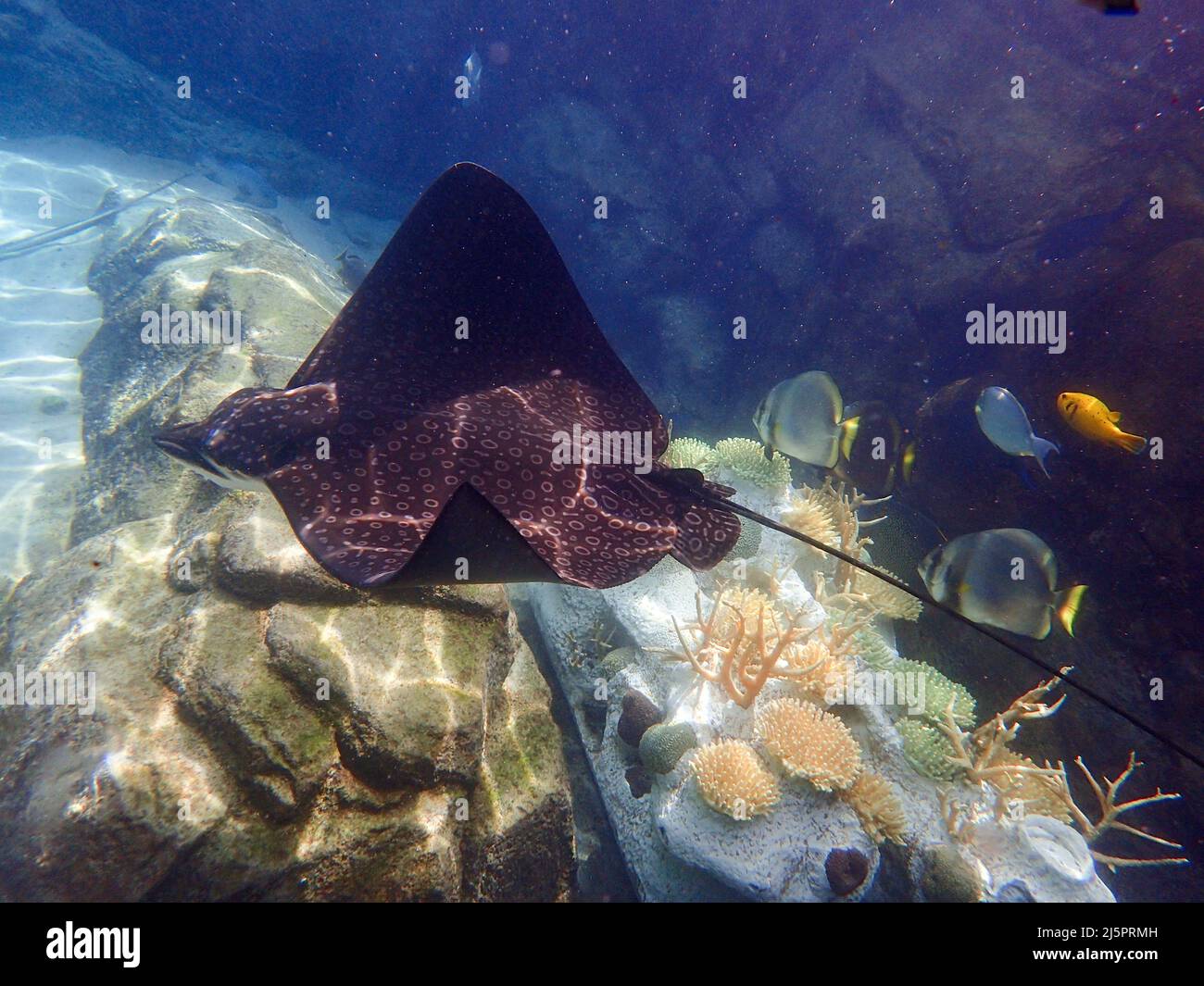 An Eagle Ray swimming over coral reef, stingray Stock Photo - Alamy