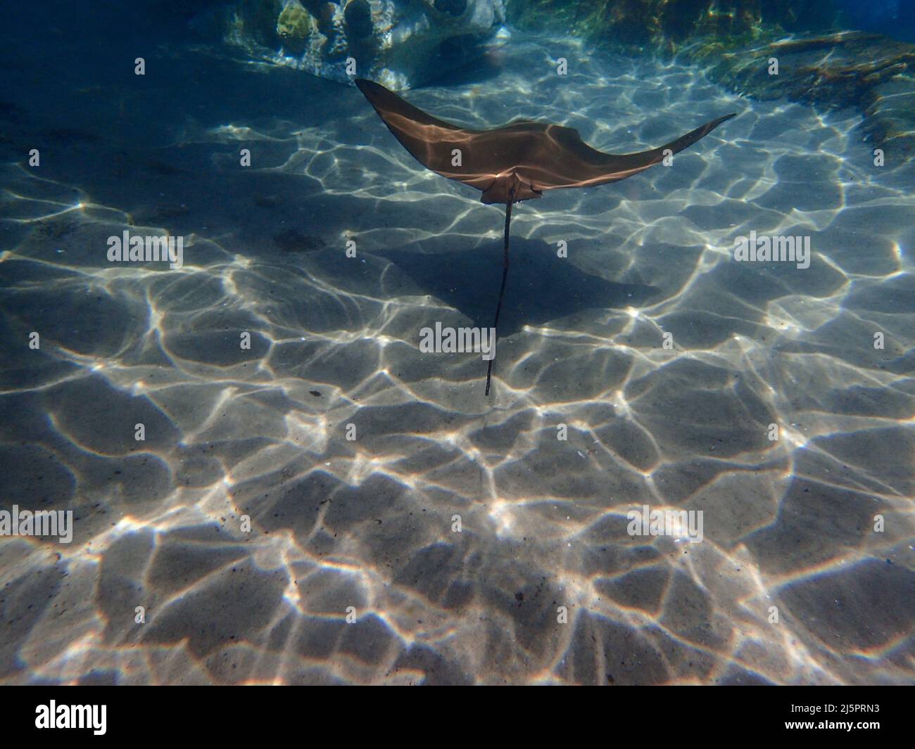 Cownose Ray swimming over coral reef, stingray Stock Photo - Alamy
