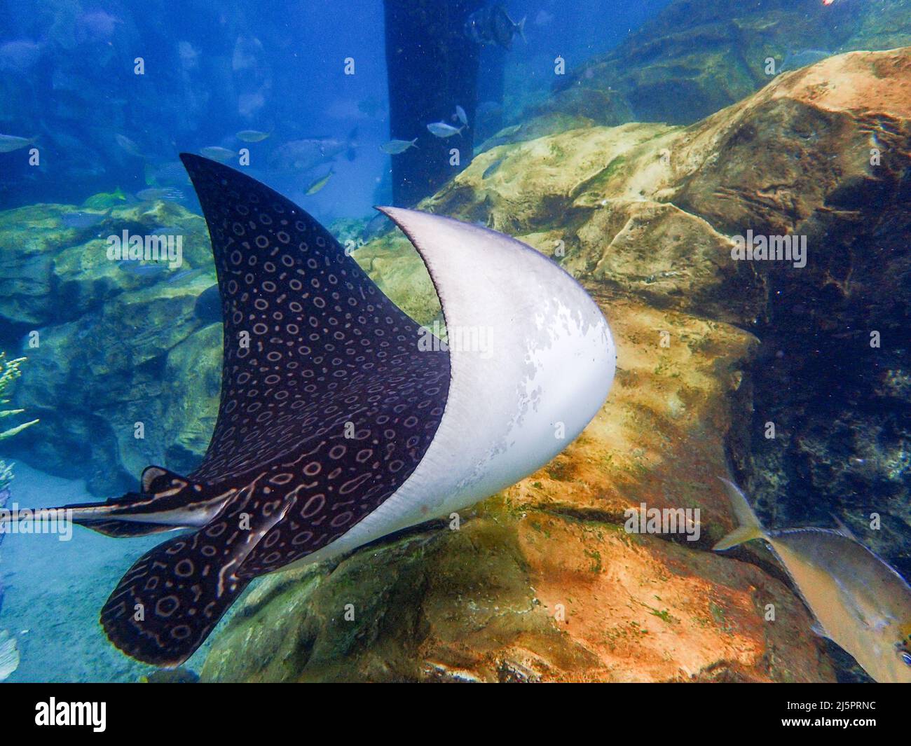 An Eagle Ray swimming over coral reef, stingray Stock Photo - Alamy