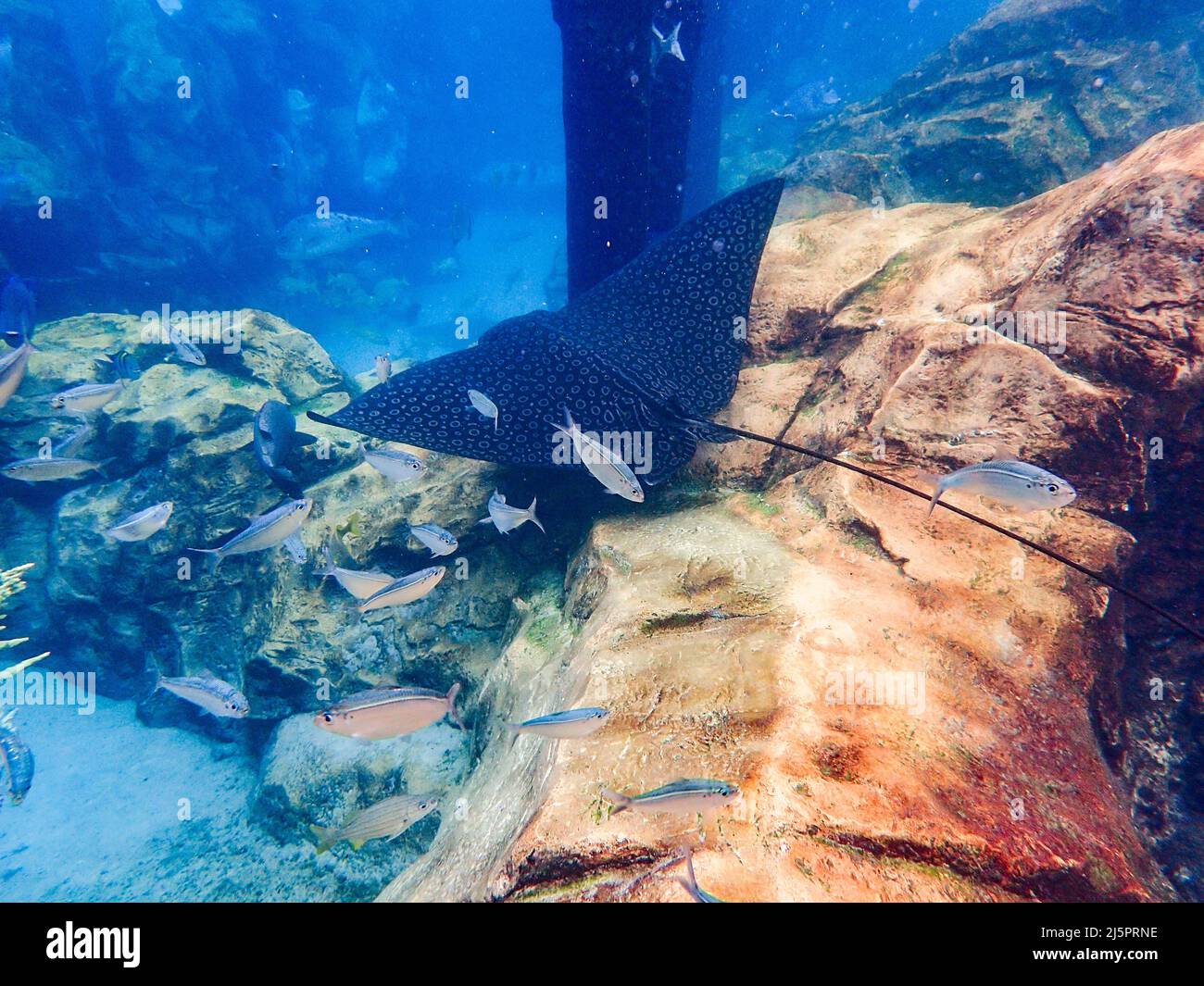 An Eagle Ray swimming over coral reef, stingray Stock Photo - Alamy