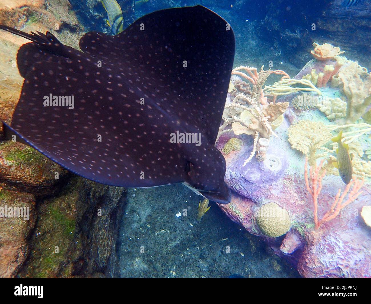 An Eagle Ray swimming over coral reef, stingray Stock Photo - Alamy