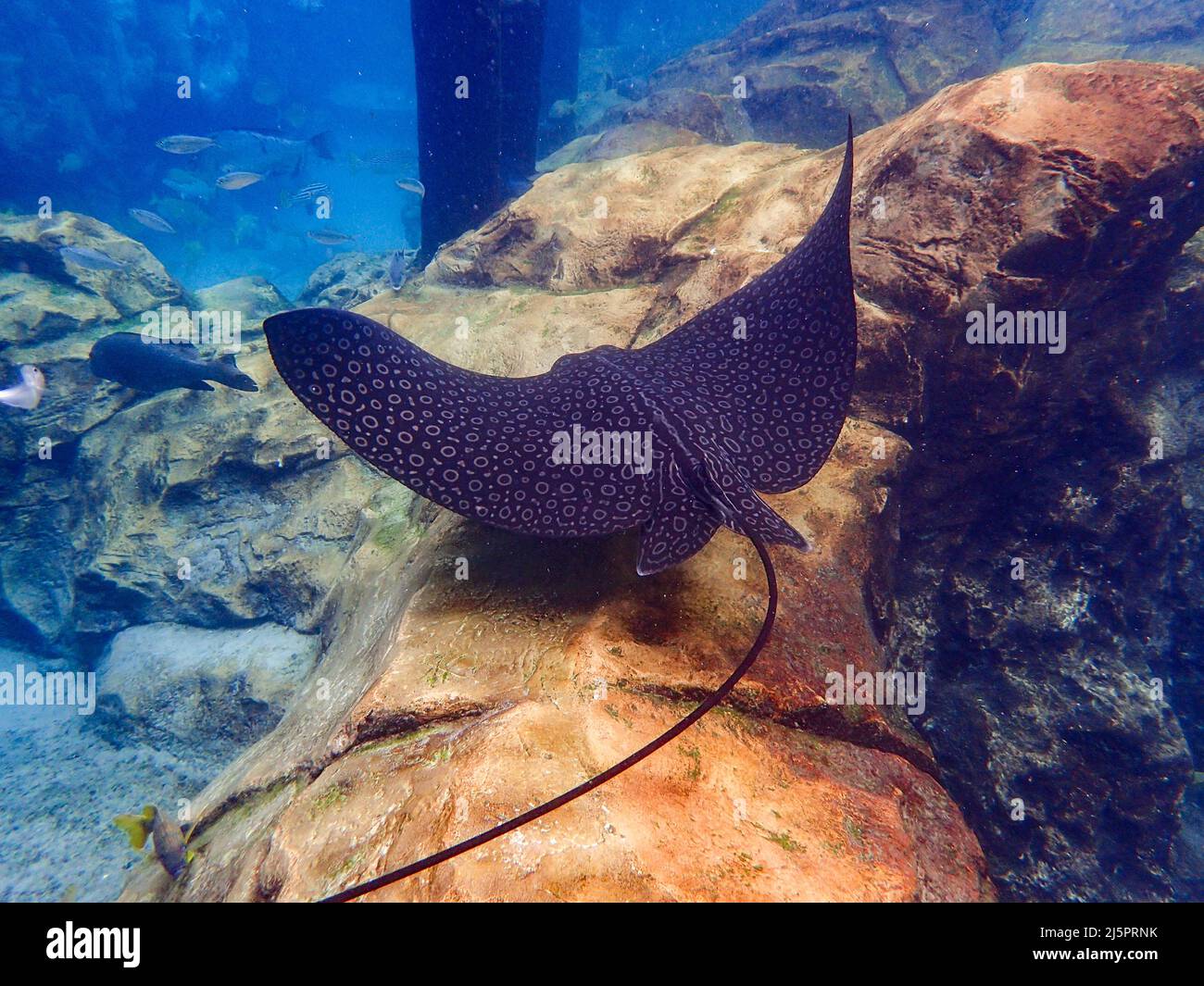 An Eagle Ray swimming over coral reef, stingray Stock Photo - Alamy