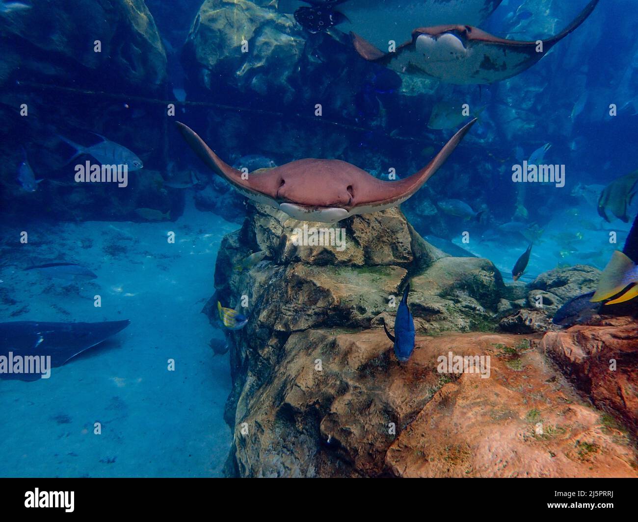 Cownose Ray swimming over coral reef, stingray Stock Photo - Alamy