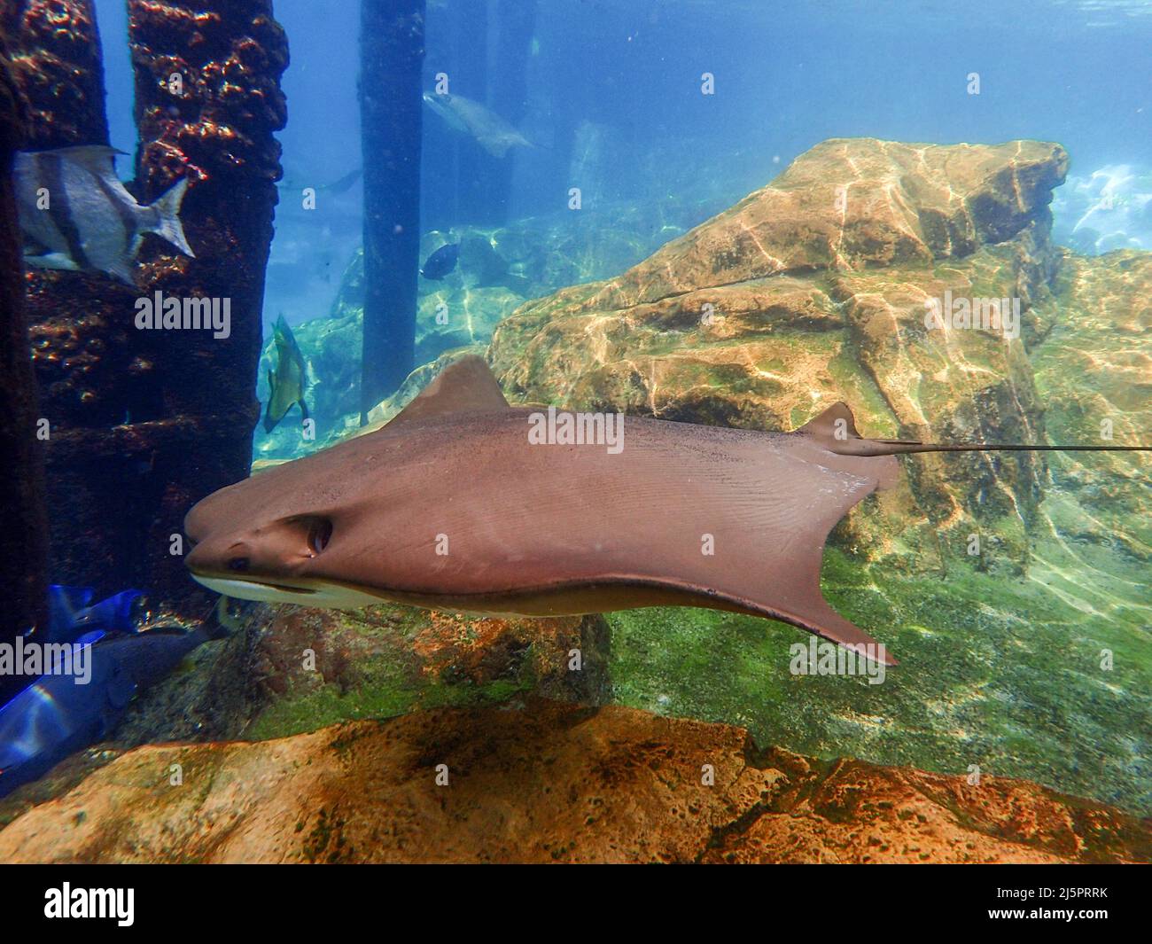 Cownose Ray swimming over coral reef, stingray Stock Photo - Alamy
