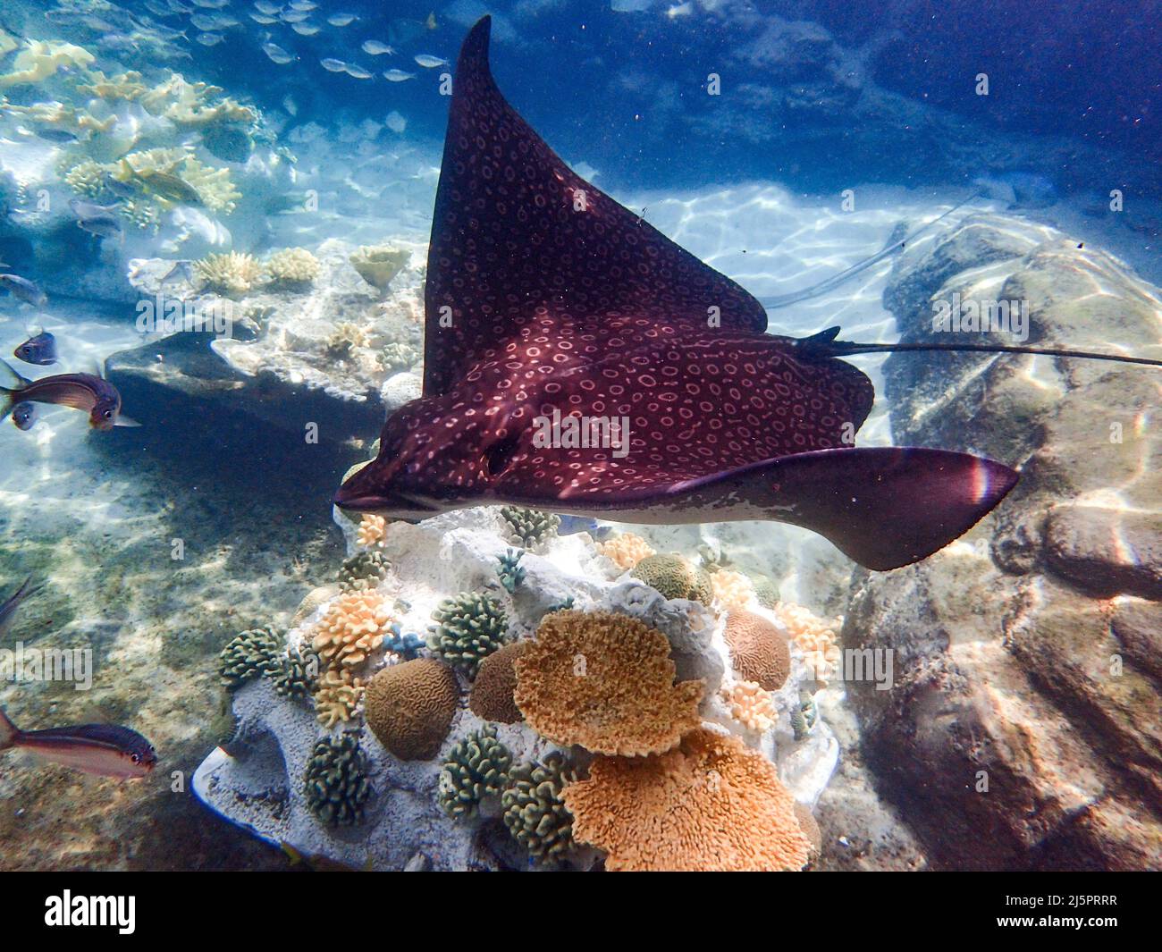 An Eagle Ray swimming over coral reef, stingray Stock Photo - Alamy