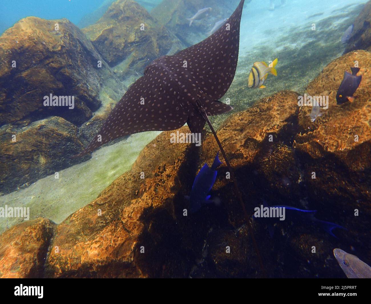 An Eagle Ray swimming over coral reef, stingray Stock Photo - Alamy