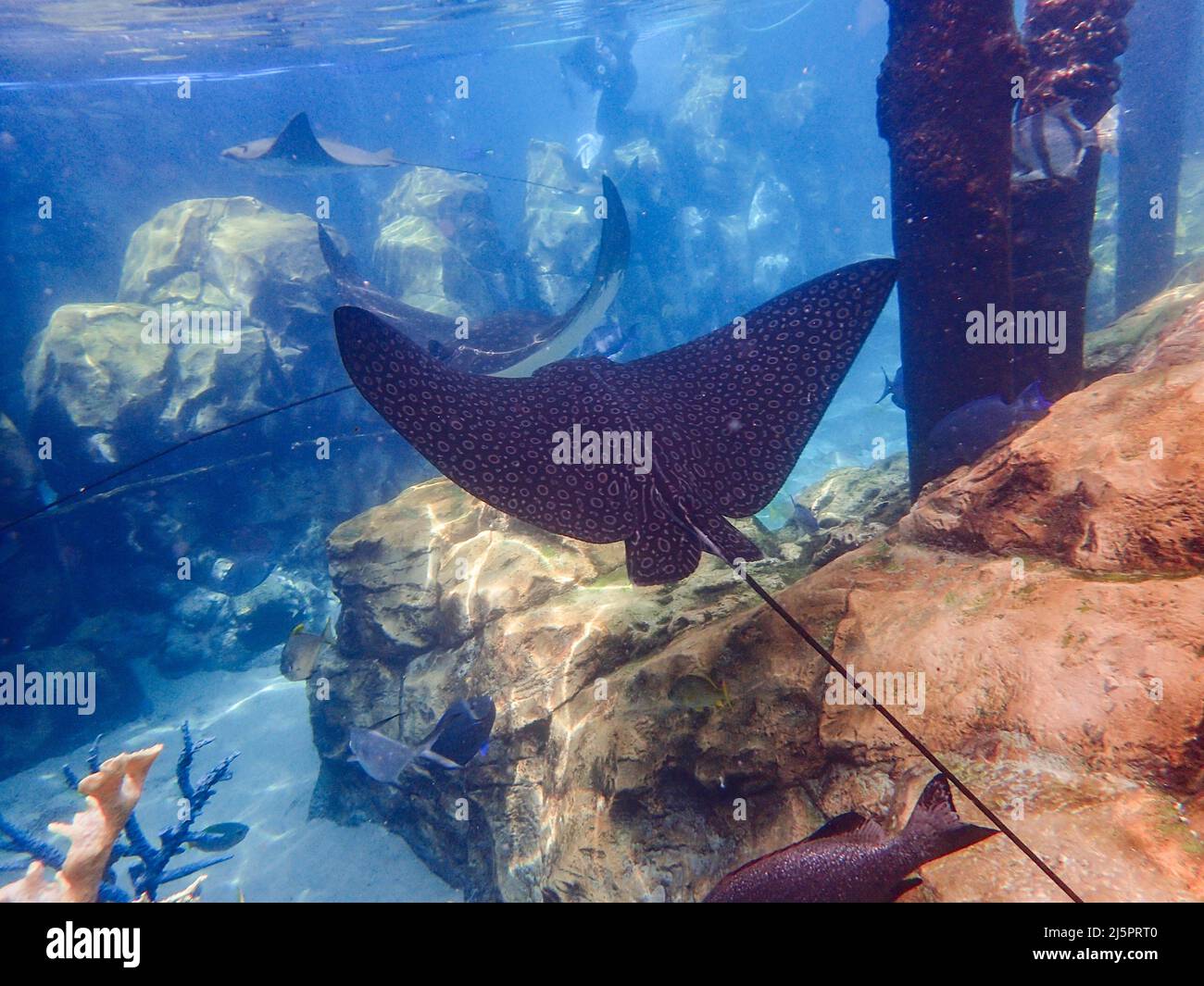 An Eagle Ray swimming over coral reef, stingray Stock Photo - Alamy