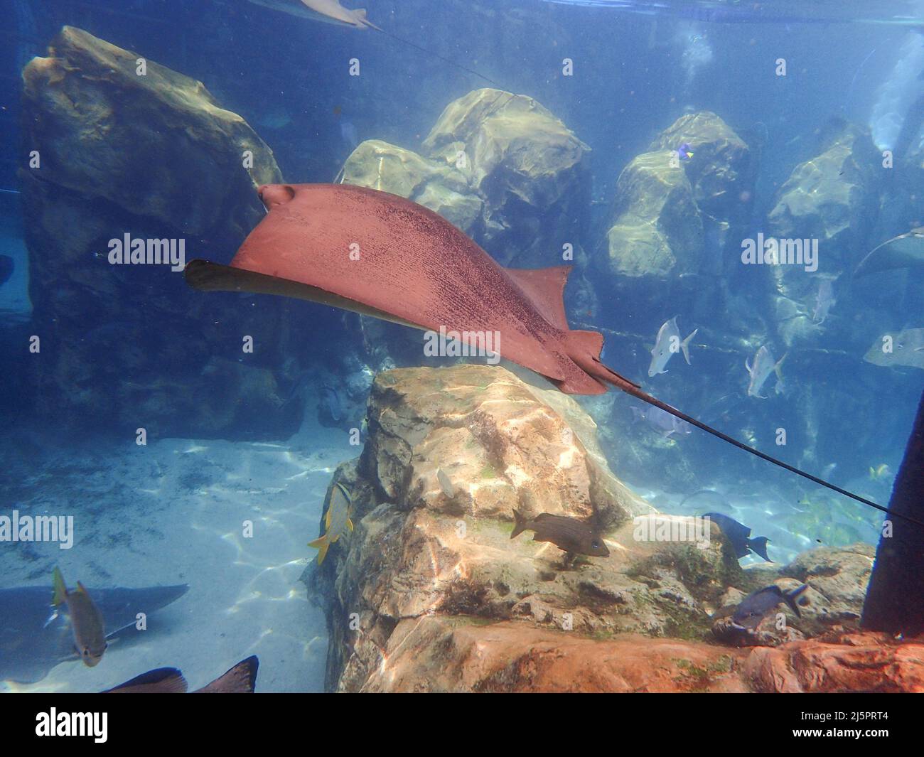 Cownose Ray swimming over coral reef, stingray Stock Photo - Alamy