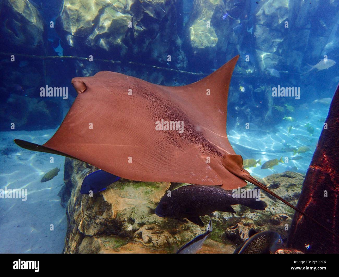 Cownose Ray swimming over coral reef, stingray Stock Photo - Alamy