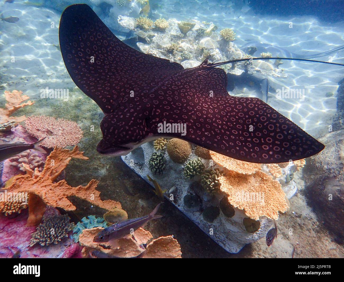 An Eagle Ray swimming over coral reef, stingray Stock Photo - Alamy