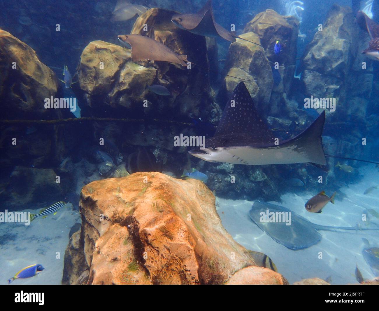 An Eagle Ray swimming over coral reef, stingray Stock Photo - Alamy