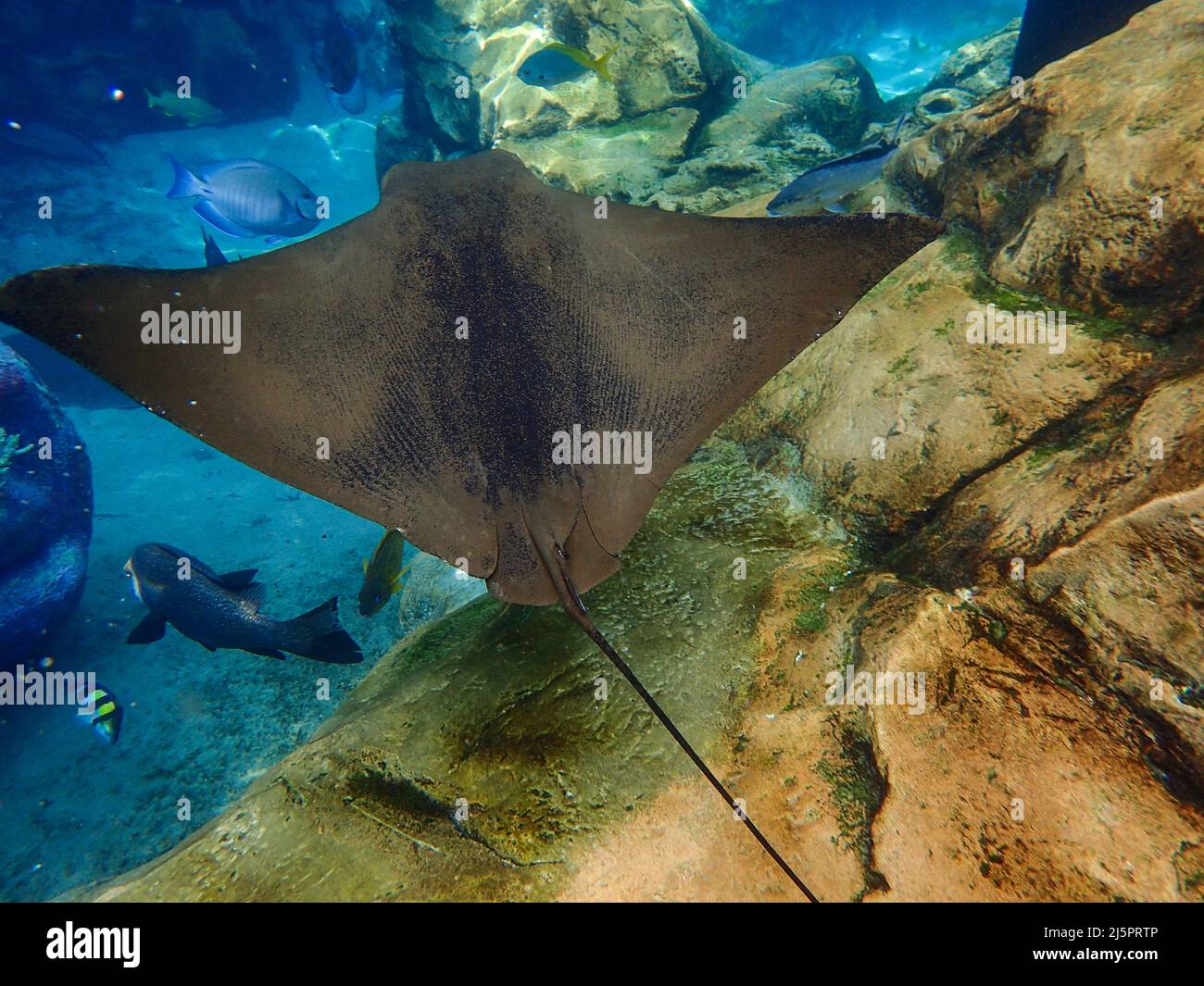 An Eagle Ray swimming over coral reef, stingray Stock Photo - Alamy
