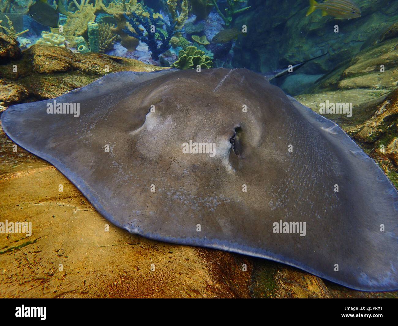 A stingray swimming over coral and rock reef underwater Stock Photo - Alamy