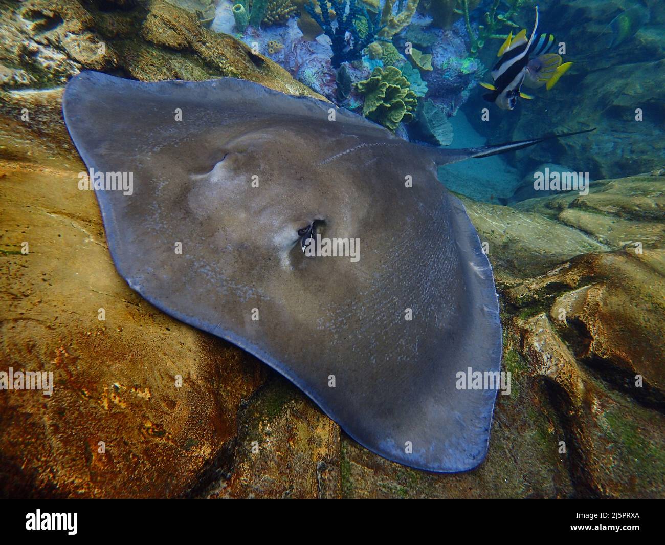 A stingray swimming over coral and rock reef underwater Stock Photo - Alamy