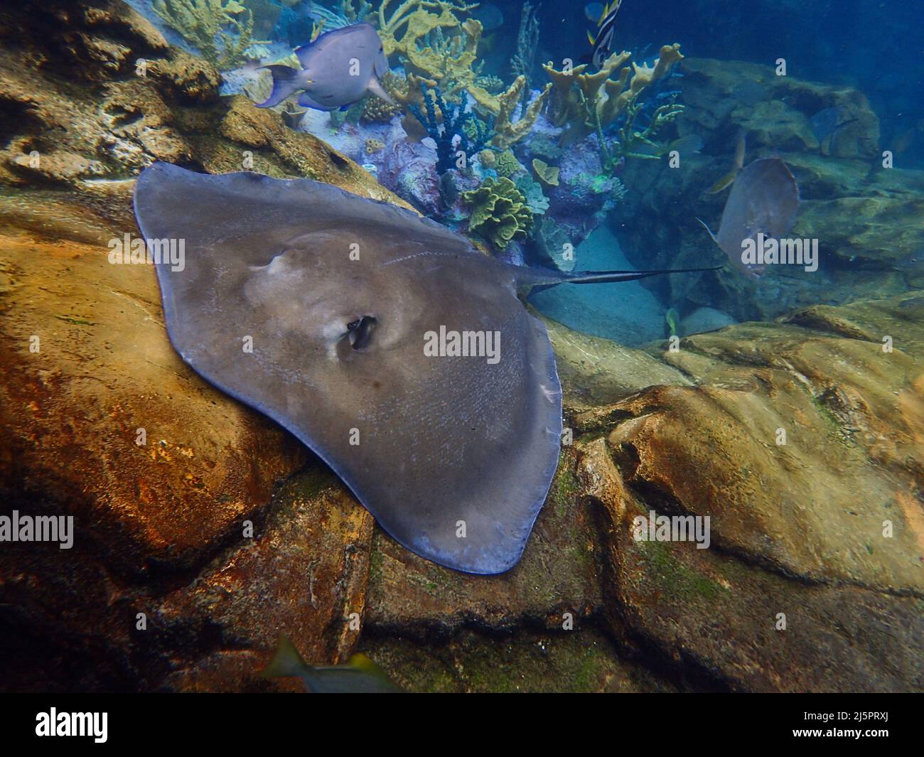 A stingray swimming over coral and rock reef underwater Stock Photo - Alamy