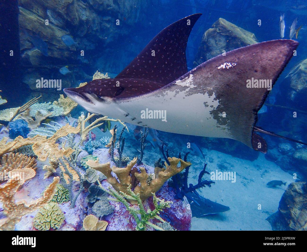 An Eagle Ray swimming over coral reef, stingray Stock Photo - Alamy