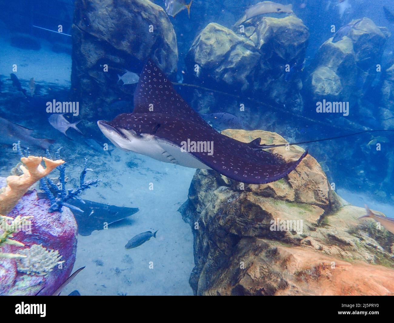 Stingray camera hi-res stock photography and images - Alamy