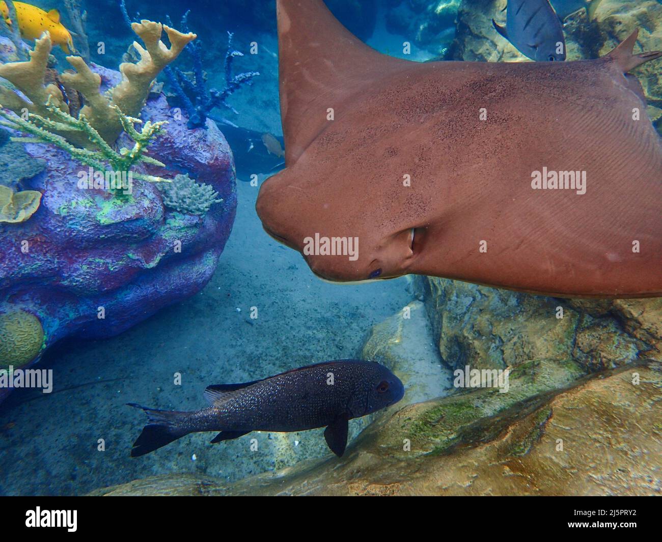 Cownose Ray swimming over coral reef, stingray Stock Photo - Alamy