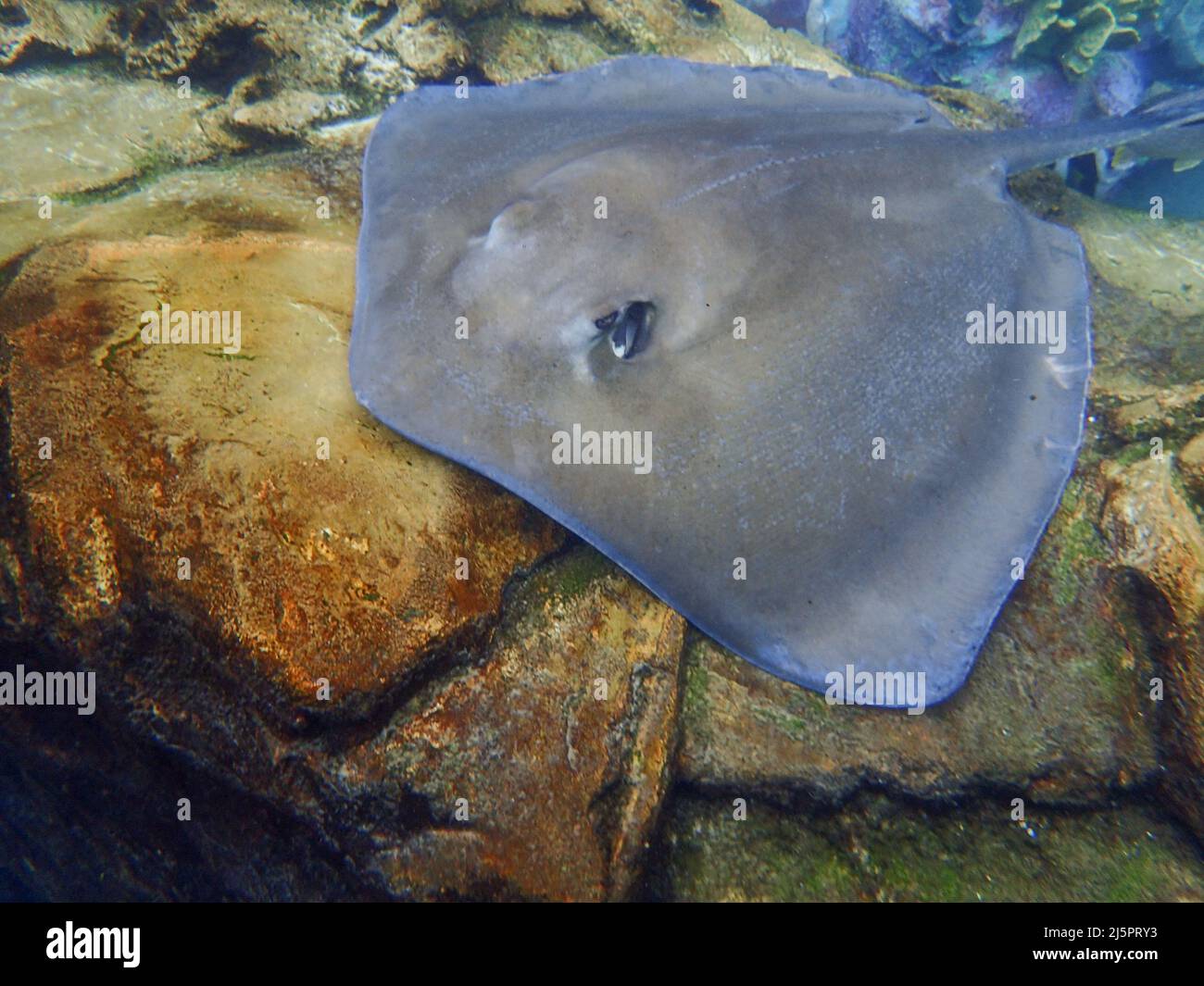 A stingray swimming over coral and rock reef underwater Stock Photo - Alamy