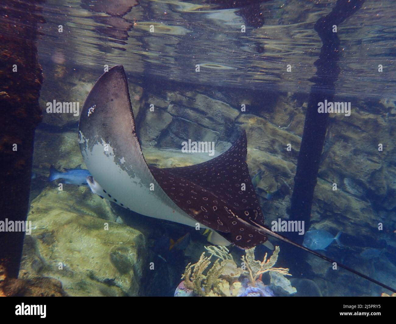 An Eagle Ray swimming over coral reef, stingray Stock Photo - Alamy