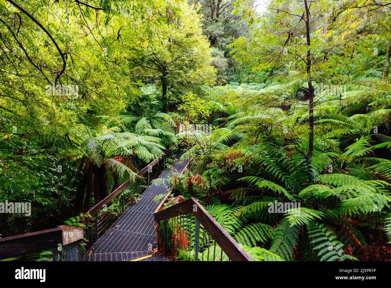 Rainforest Gallery Warburton in Victoria Australia Stock Photo - Alamy