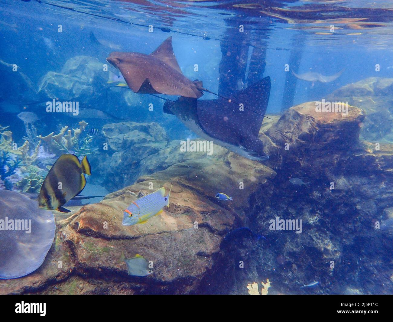 Cownose Ray swimming over coral reef, stingray Stock Photo - Alamy