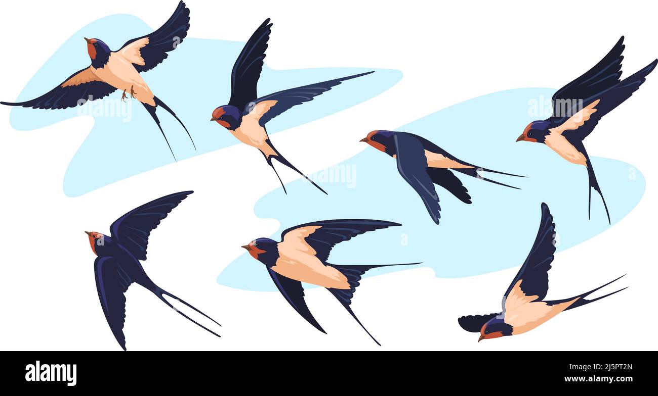 Wildlife swallow. Isolated flying swallows bird swallowing vole ...