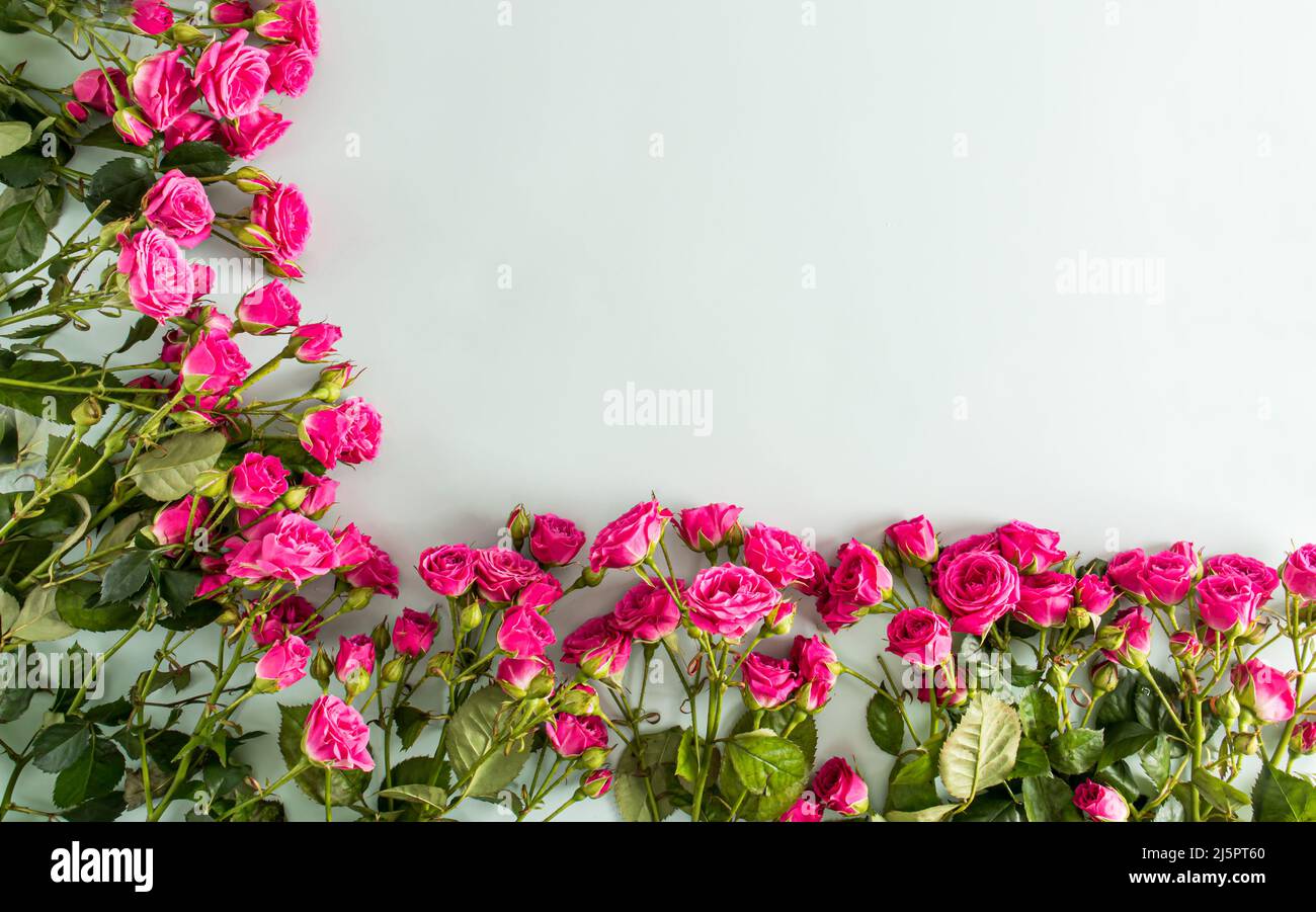 festive floral background, flower frame, rose border. Garden mini roses ...