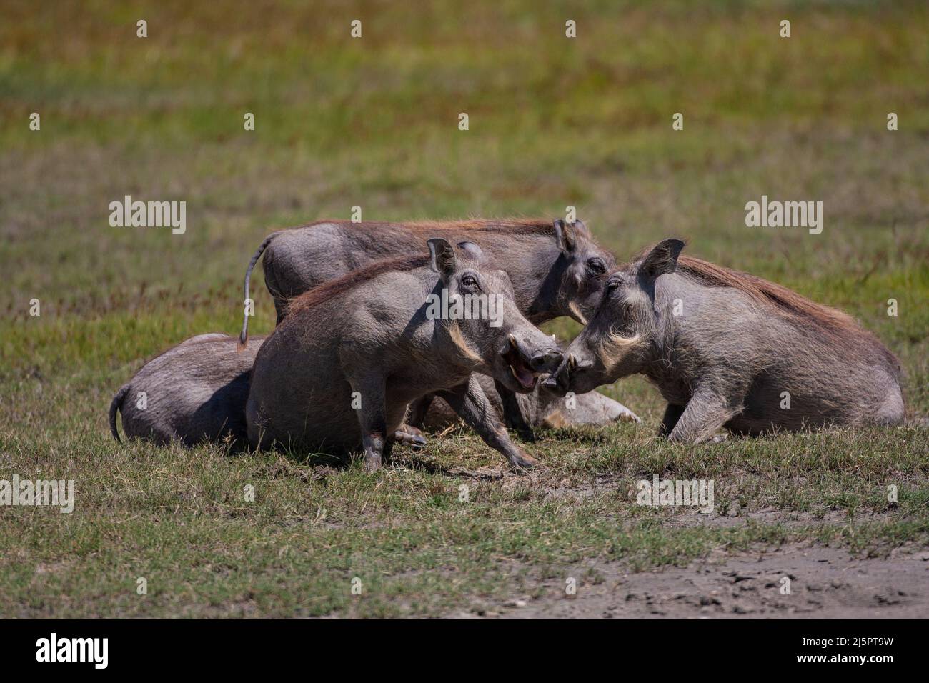 warthog family lying down (Phacochoerus africanus Stock Photo - Alamy