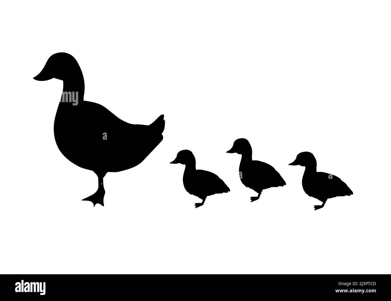 Vector black duck and baby ducklings silhouette isolated on white ...