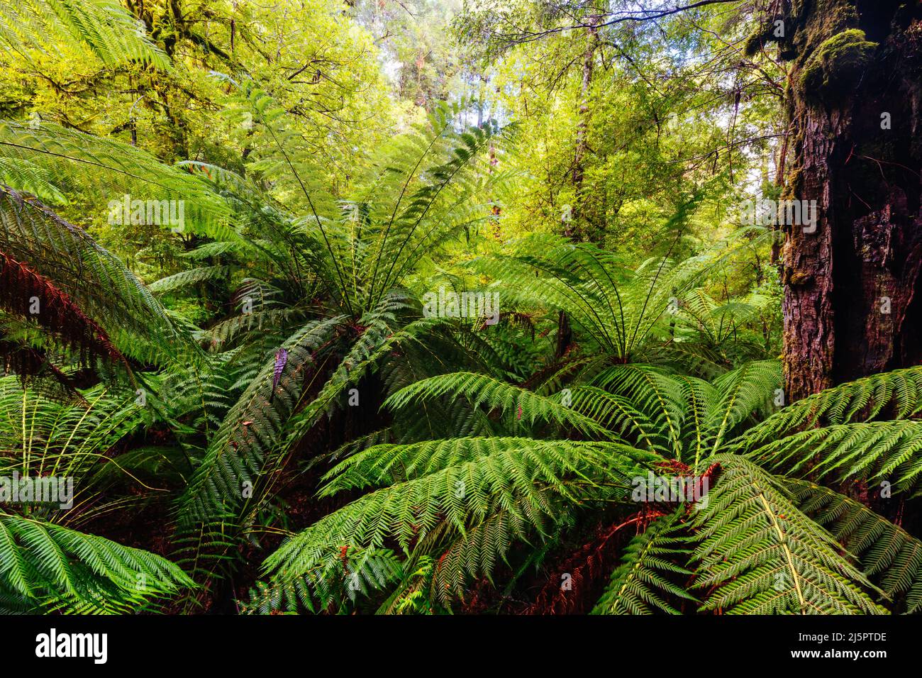 Rainforest Gallery Warburton in Victoria Australia Stock Photo - Alamy