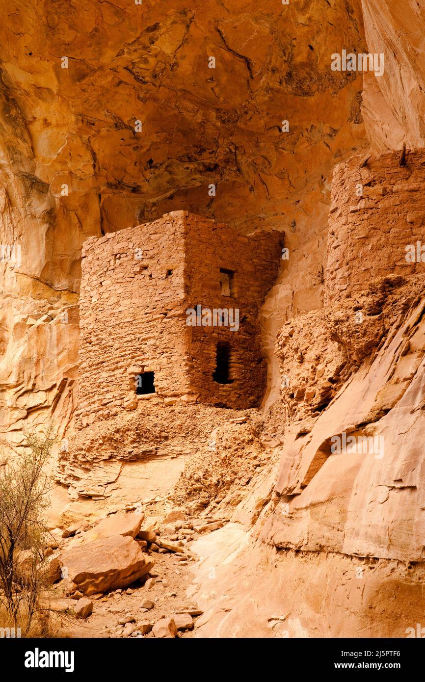 The Tower Houser Ruin cliff dwelling in the Shash Jaa Unit of the Bears ...