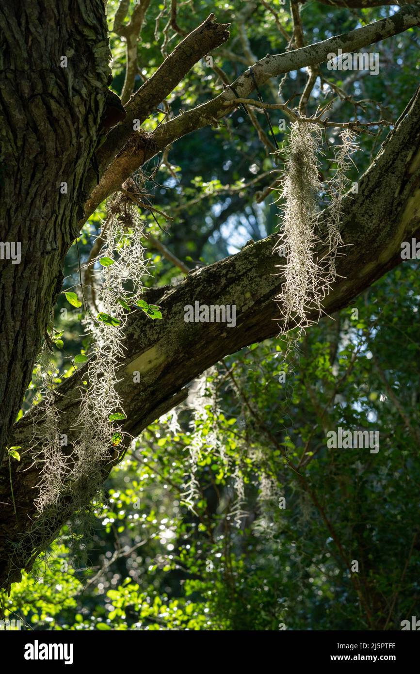 Spanish Moss, Tillandsia usuneoides, an epiphytic airplant, growing on ...