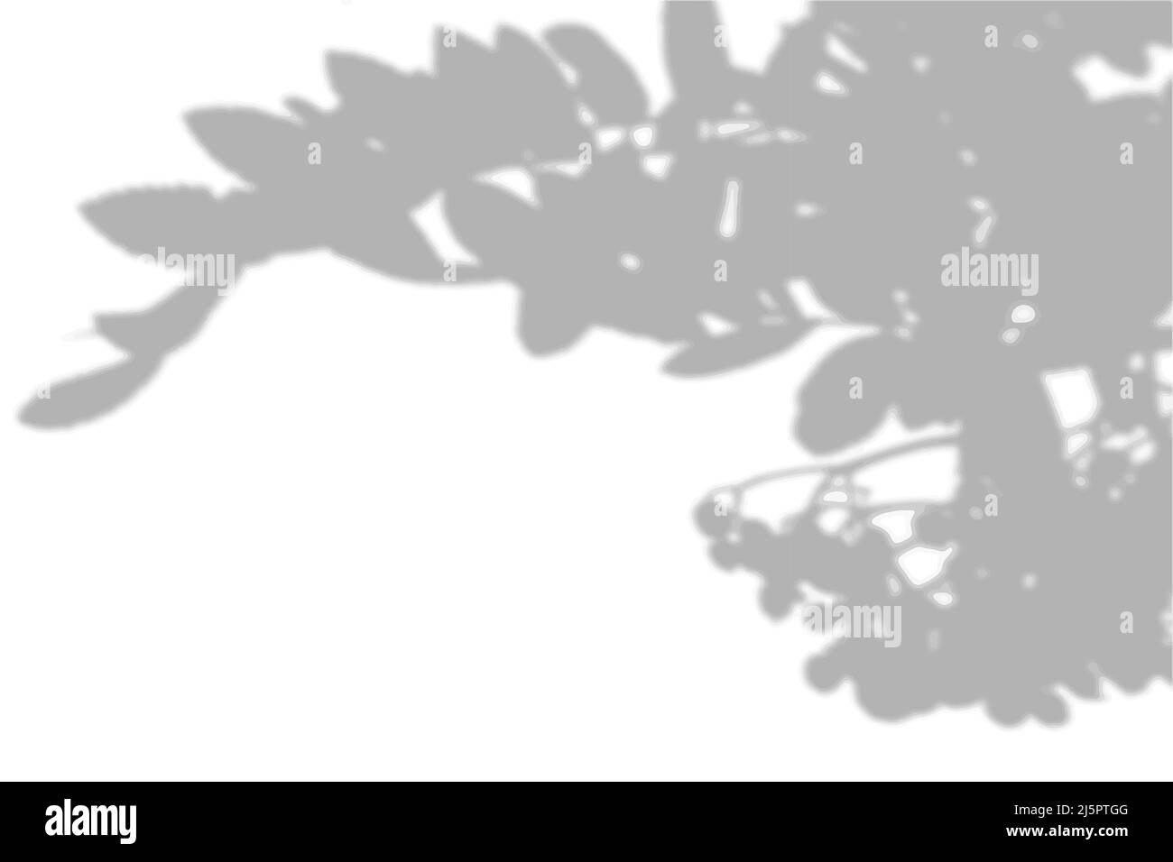 Summer background shadows from the leaves of mountain ash on a white ...