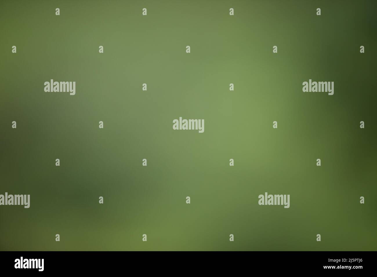 Soft green background. The image is actually a photograph of rainforest ...