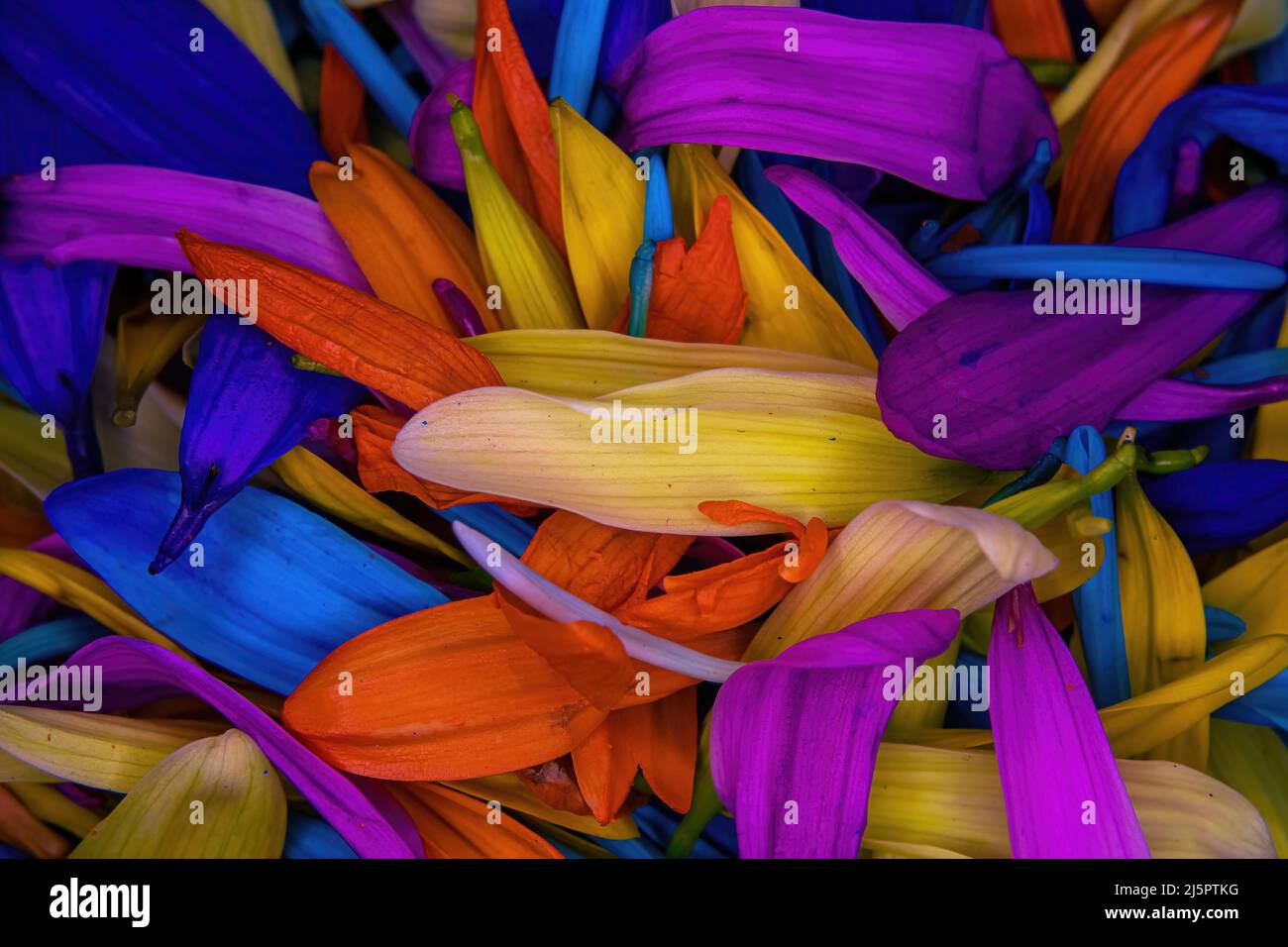 Brightly colored flower daisy pedals piled together Stock Photo - Alamy