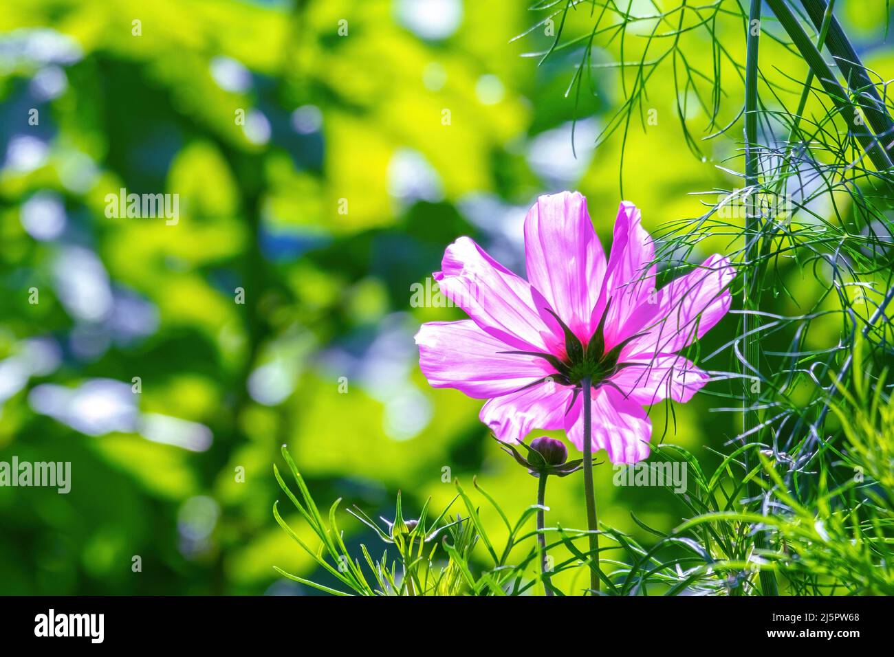 Cosmea (Cósmos). The pink cosmea flower (sunflower family) by the sun's ...
