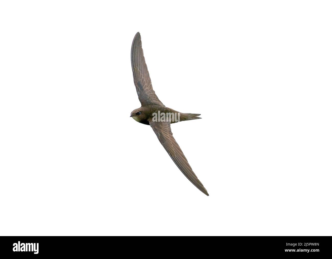 common swift (Apus apus) in flight isolate on white, clipping path ...