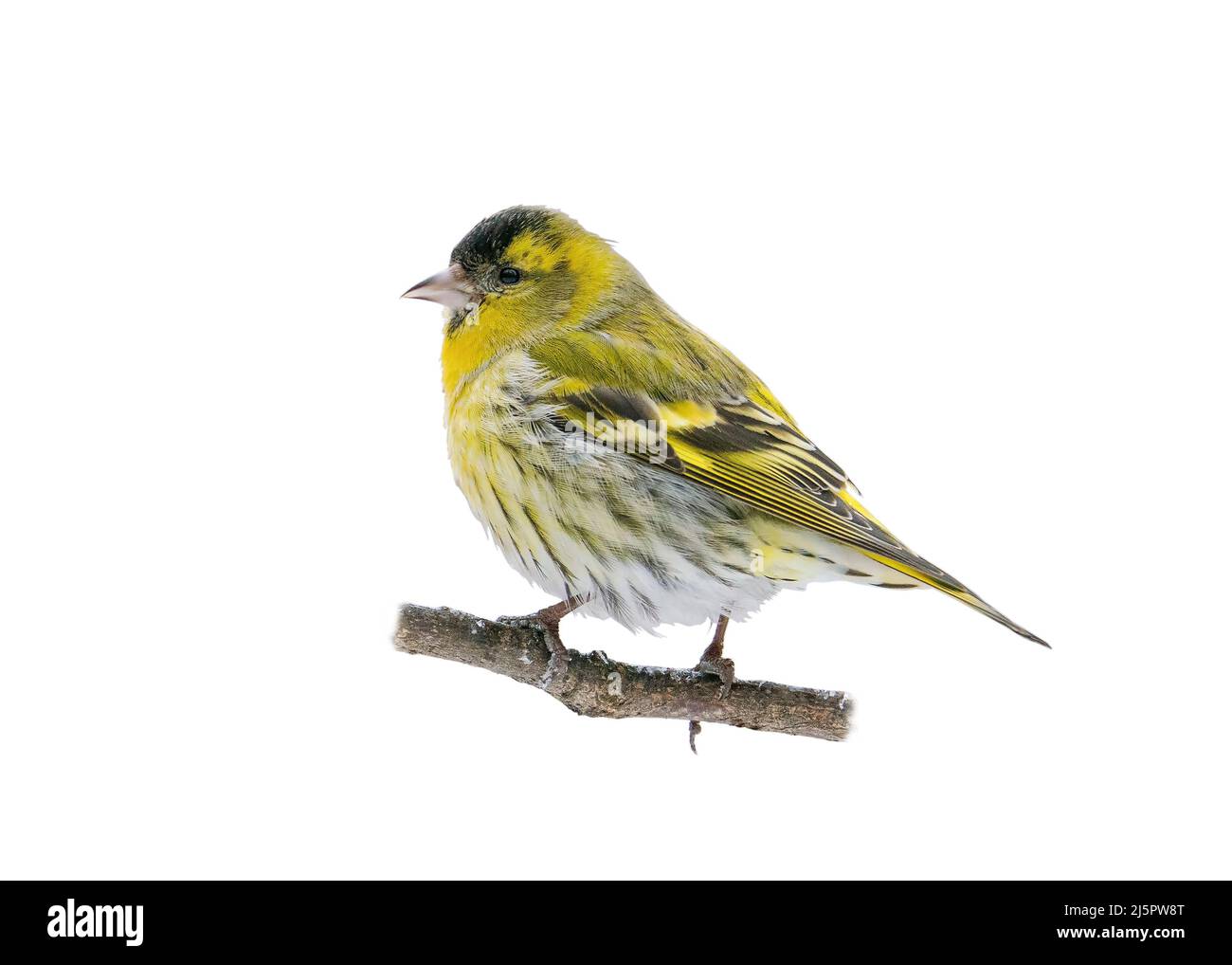Male Eurasian siskin (Spinus spinus) isolated on a white background, no ...