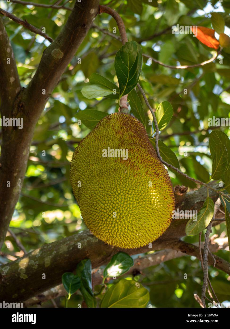 Jackfruit on the tree, Jackfruit Stock Photo - Alamy