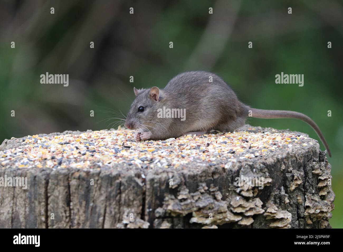 Rat brown (rattus norvegicus) feeding on seed, has grey brown fur long ...