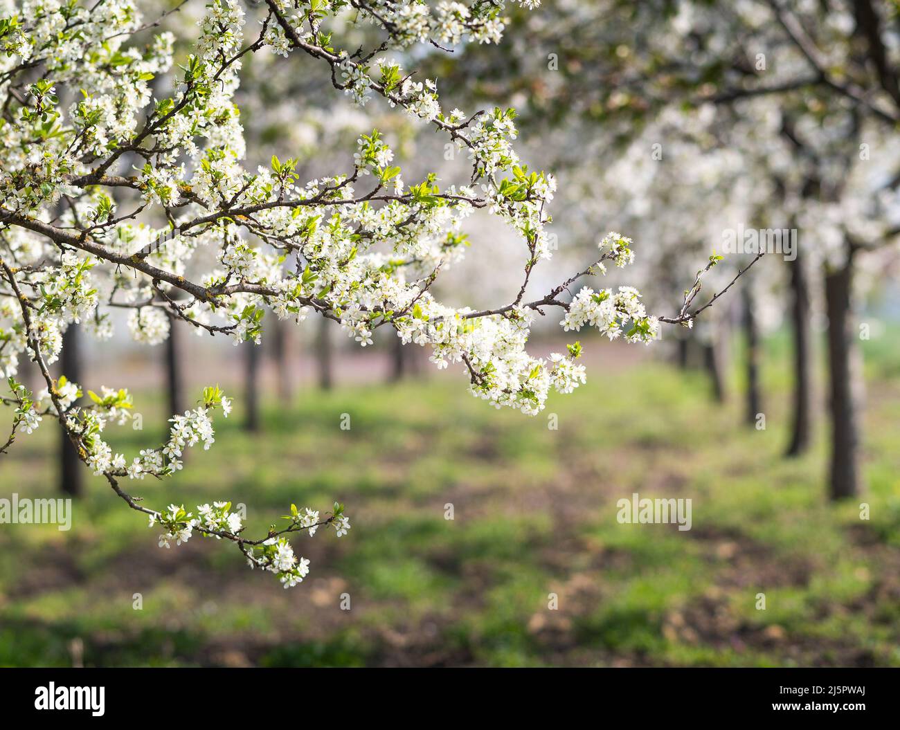 Cherry blossom fruit orchard in spring Stock Photo - Alamy