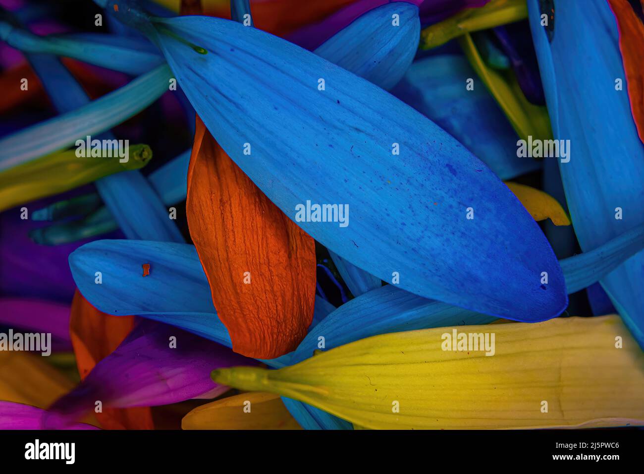 Brightly colored flower daisy pedals piled together Stock Photo - Alamy