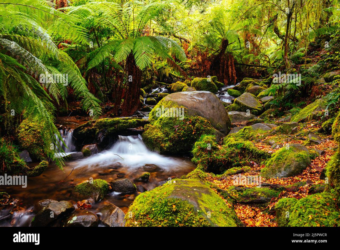 The stunning public Rainforest Gallery on the slopes of Mt Donna Buang ...
