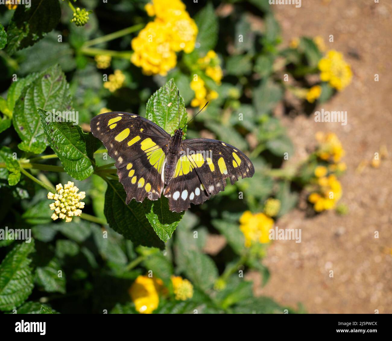 Malachite green butterfly hi-res stock photography and images - Alamy